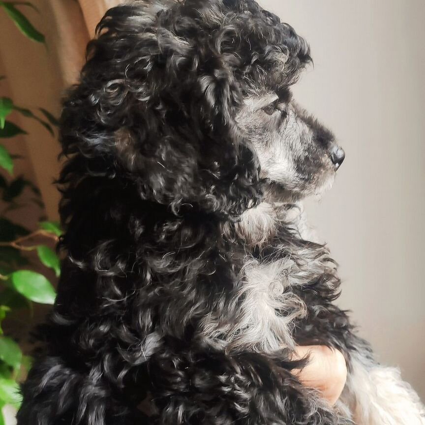 Карликовый пудель