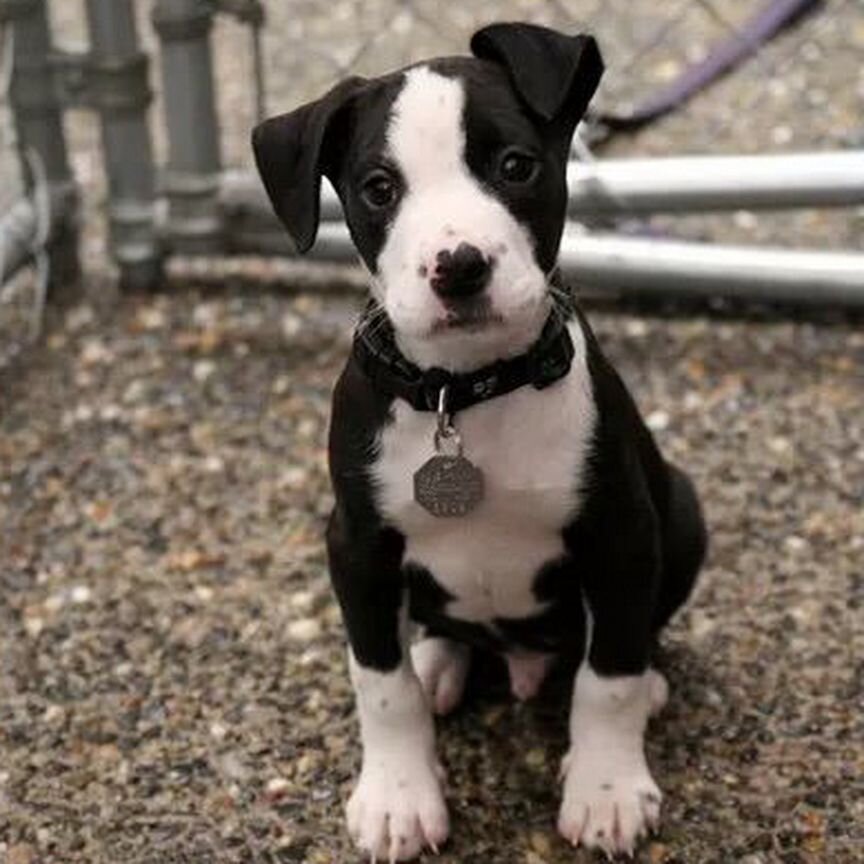 Американский стаффордширский терьер, щенок