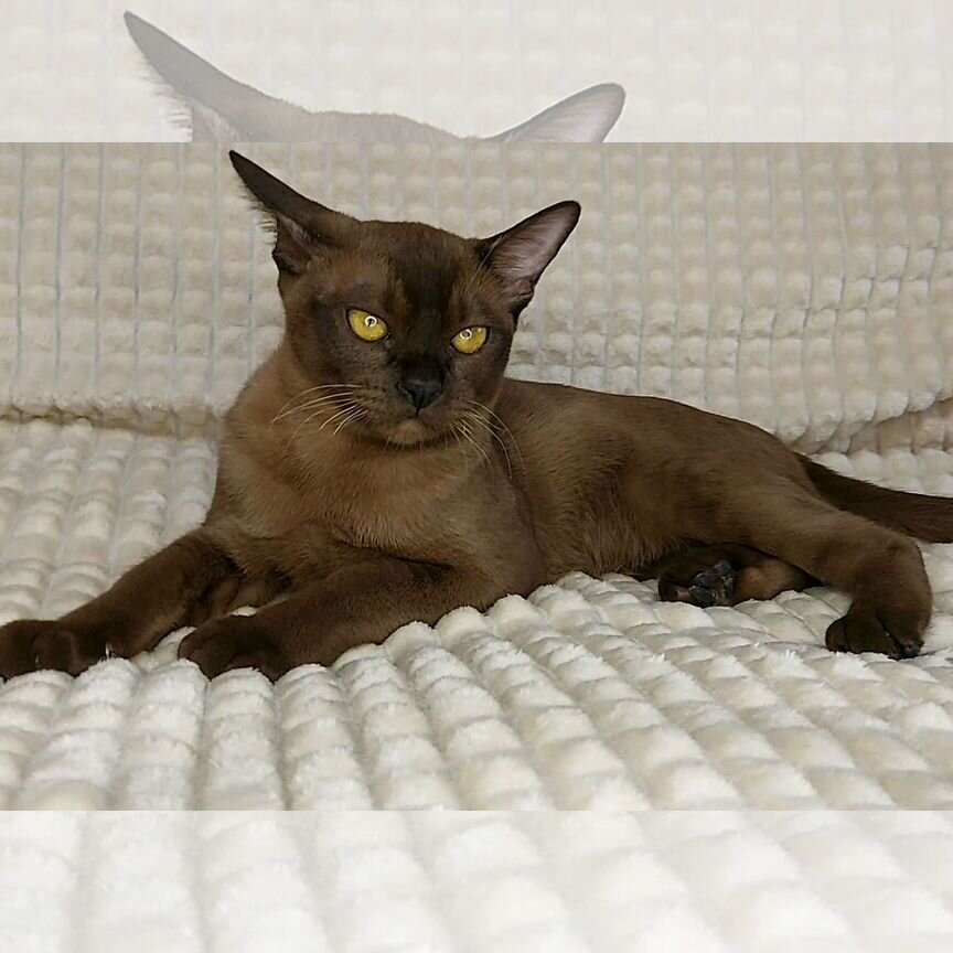 Бурманская кошечка