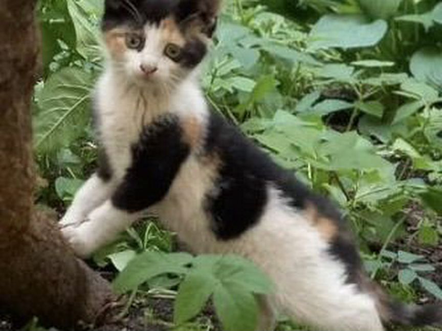 Котятки в добрые руки