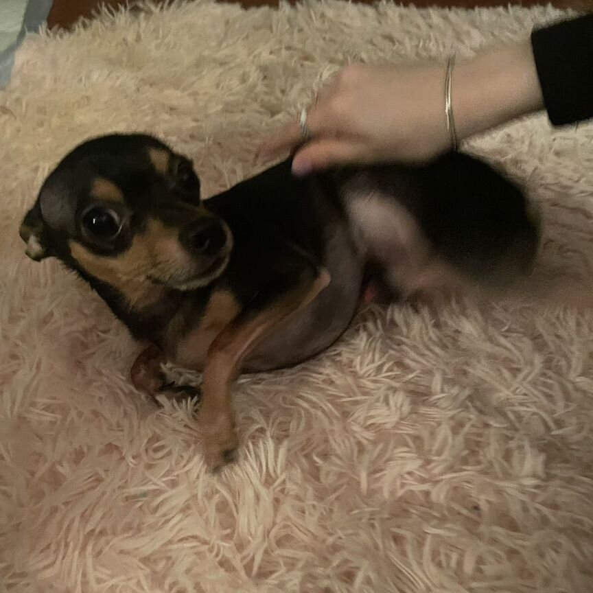 Мини той-терьер