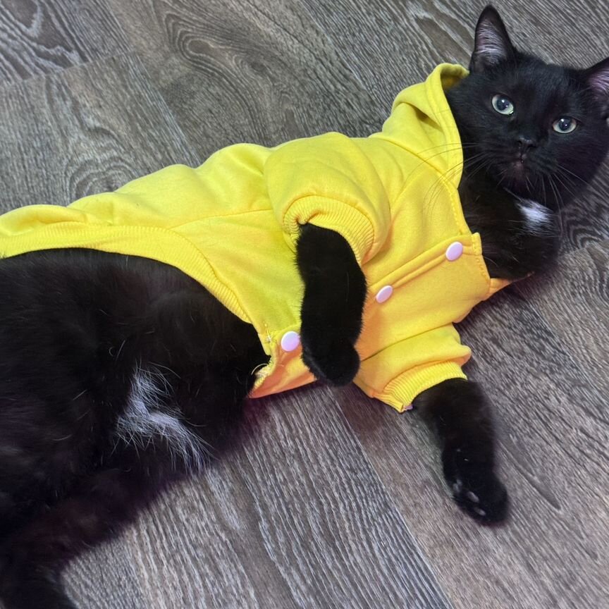 Одежда для животных