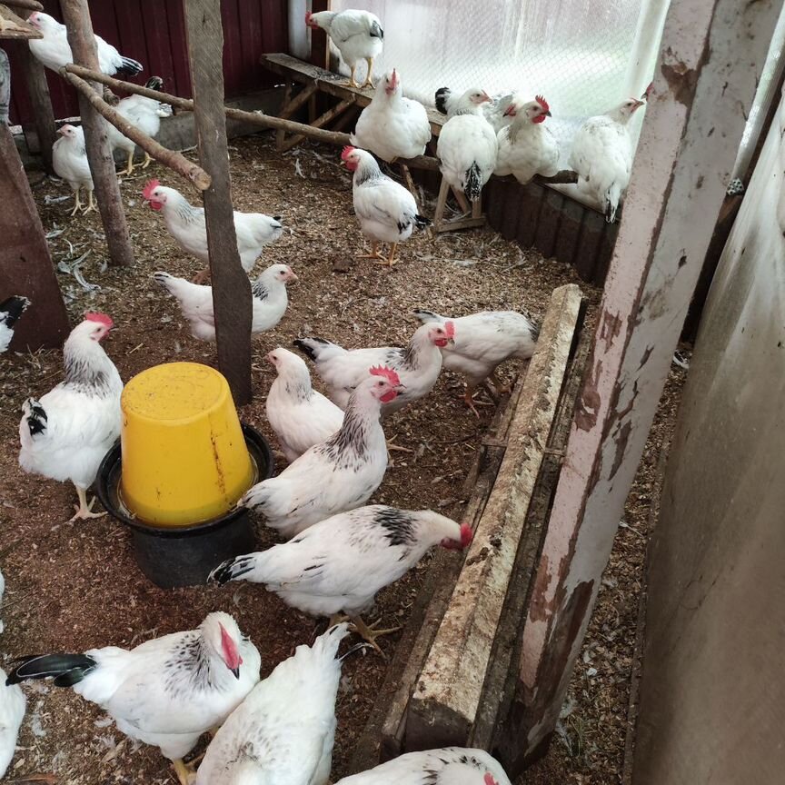 Куры петухи