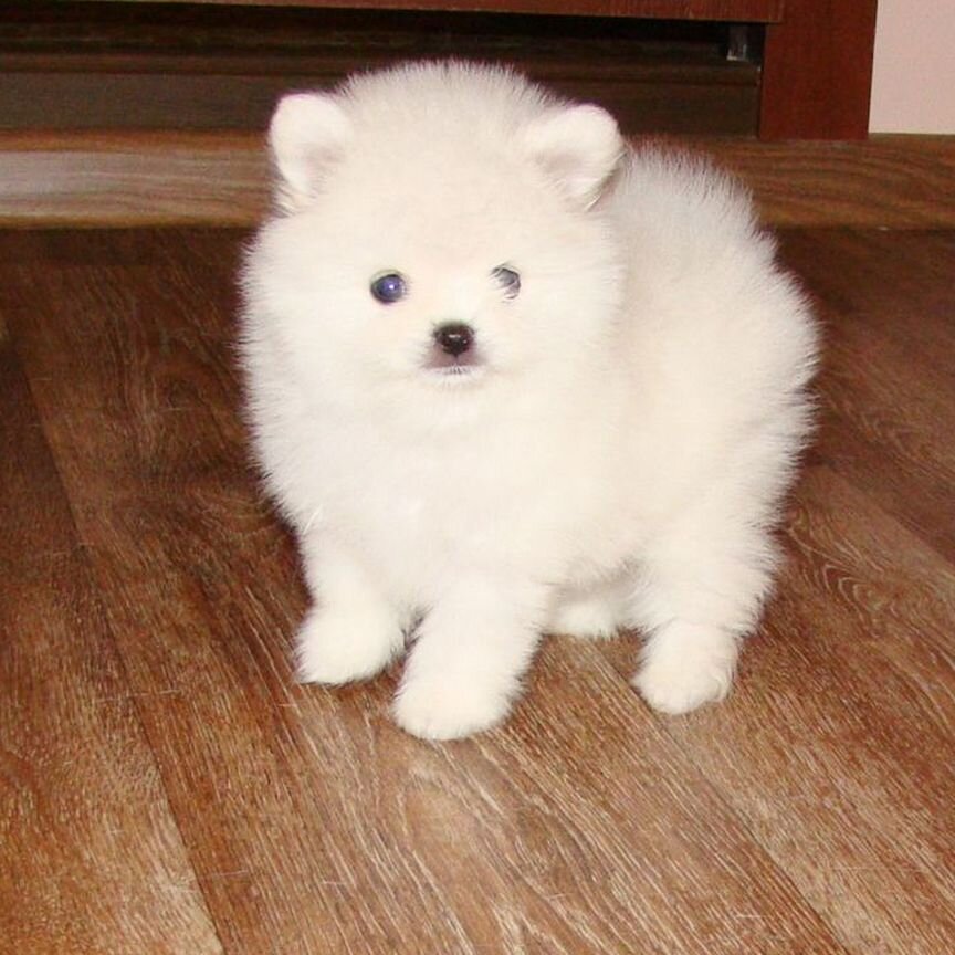 Шпиц девчушка