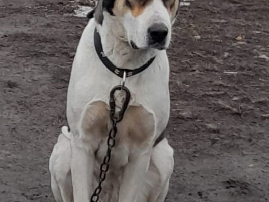 Отдам собаку в добрые руки