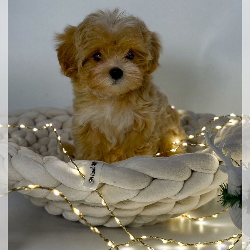 Мальтипу, щенок