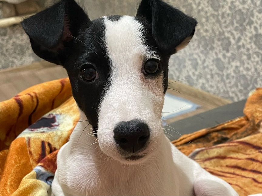 Щенки джек рассел терьер девочка