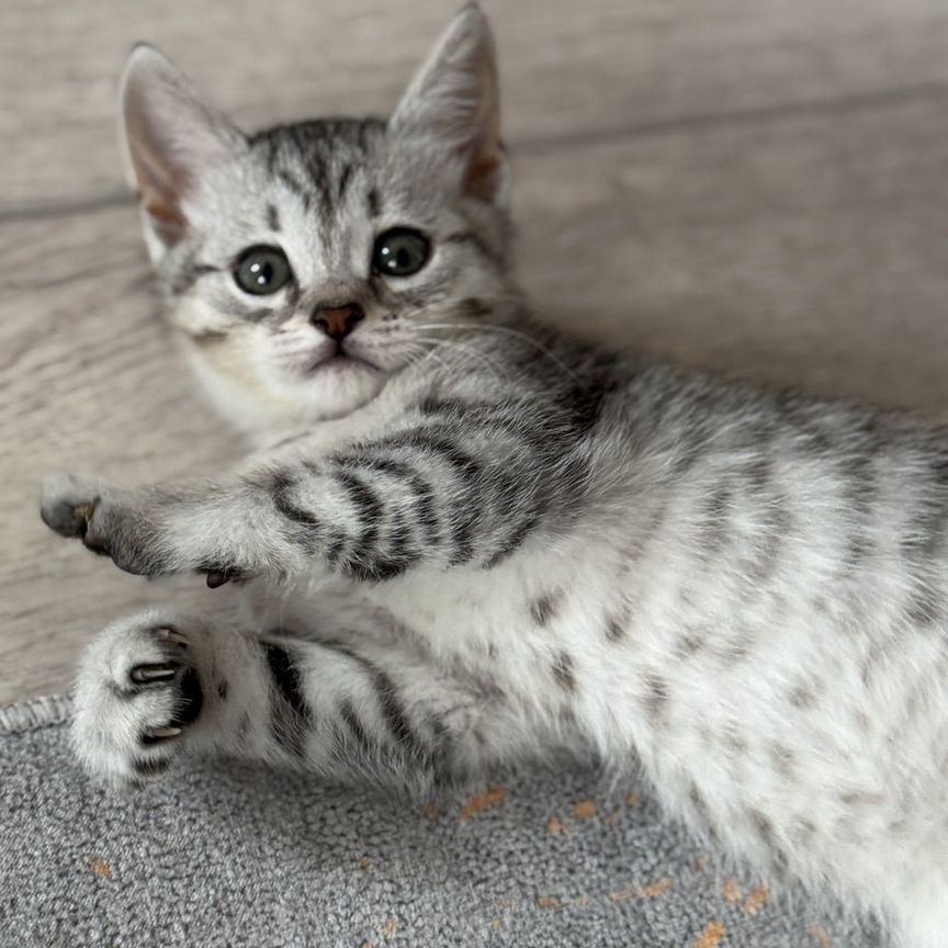 Шотландский прямоухий короткошёрстный котёнок