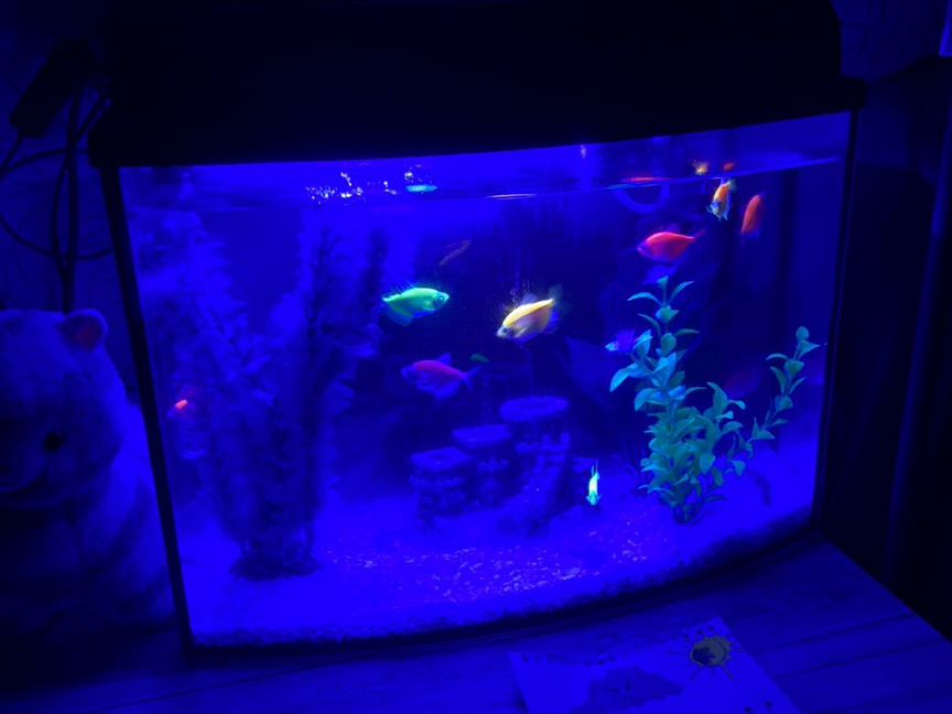 Аквариум 30л с рыбками