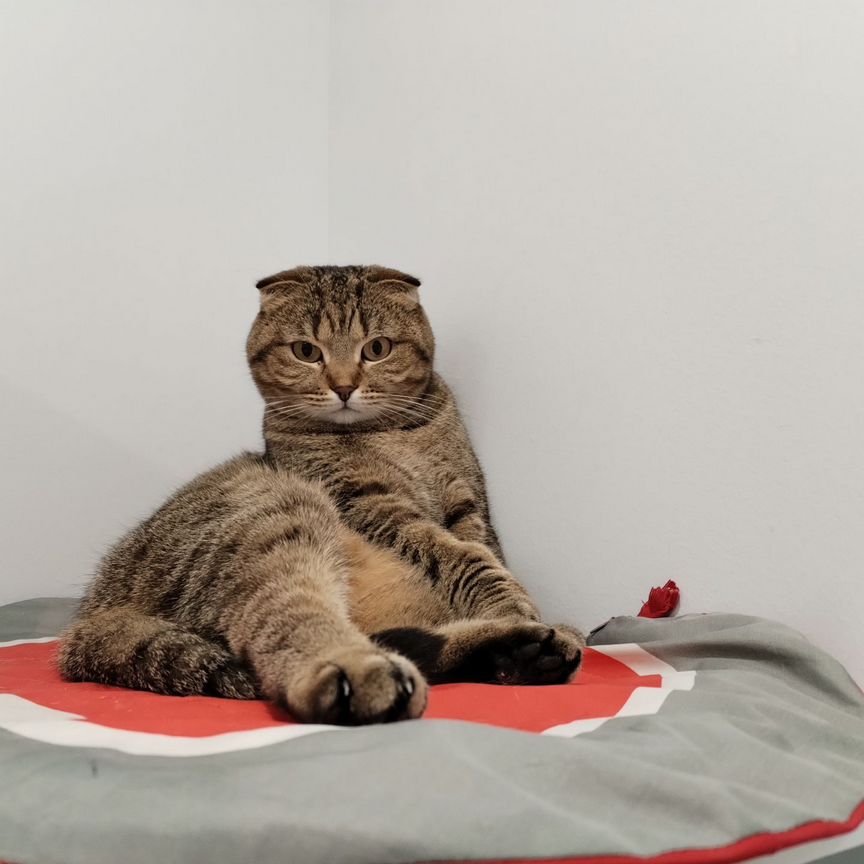 Шотландская вислоухая кошечка