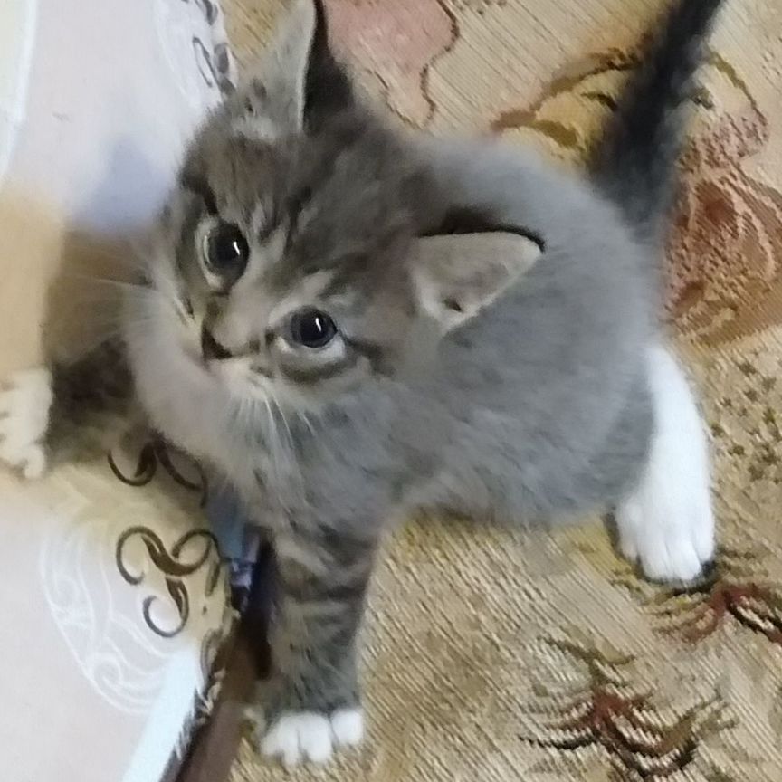 Отдам котенка в добрые руки