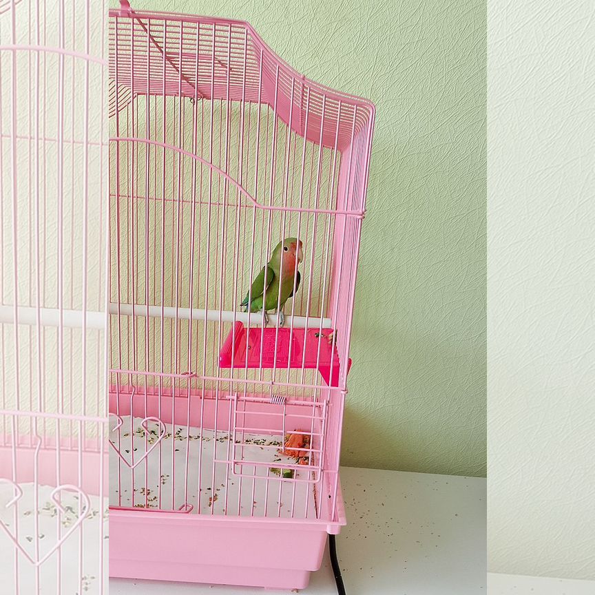 Попугай неразлучники с клеткой