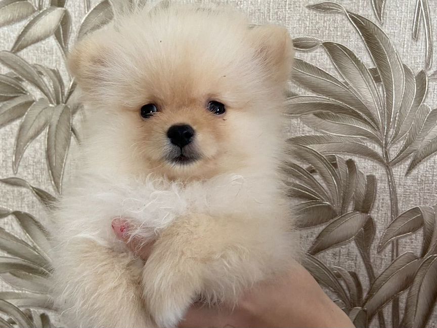 Щенки шпица