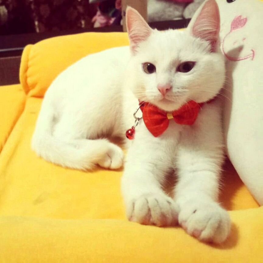 Отдам котенка в добрые руки