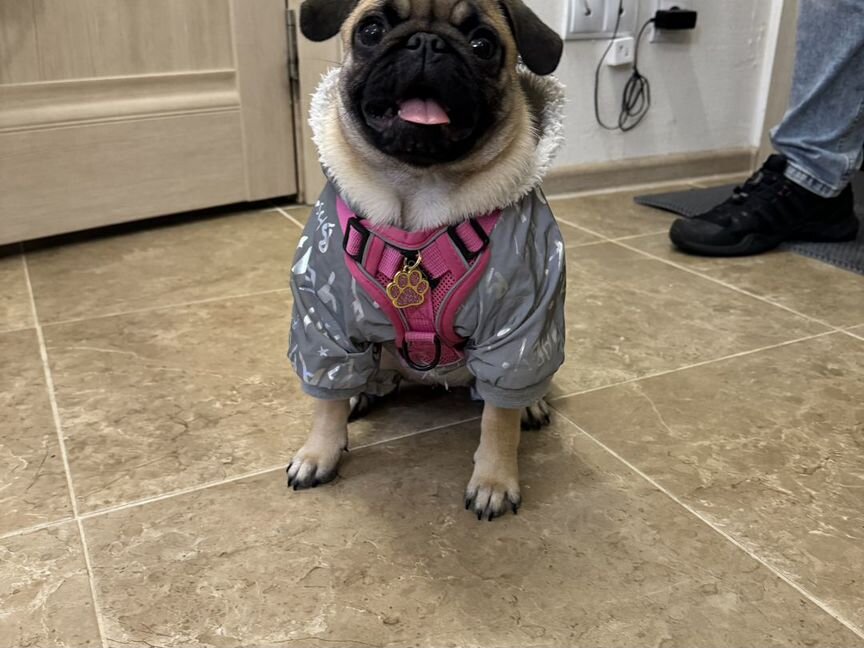 Одежда для собак мелких пород зима