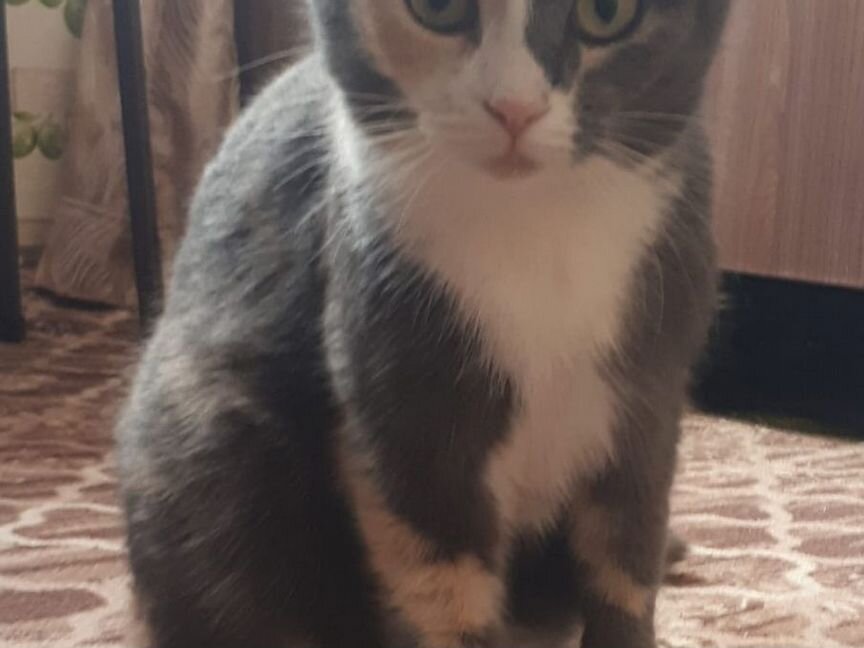 Кошка в дар бесплатно