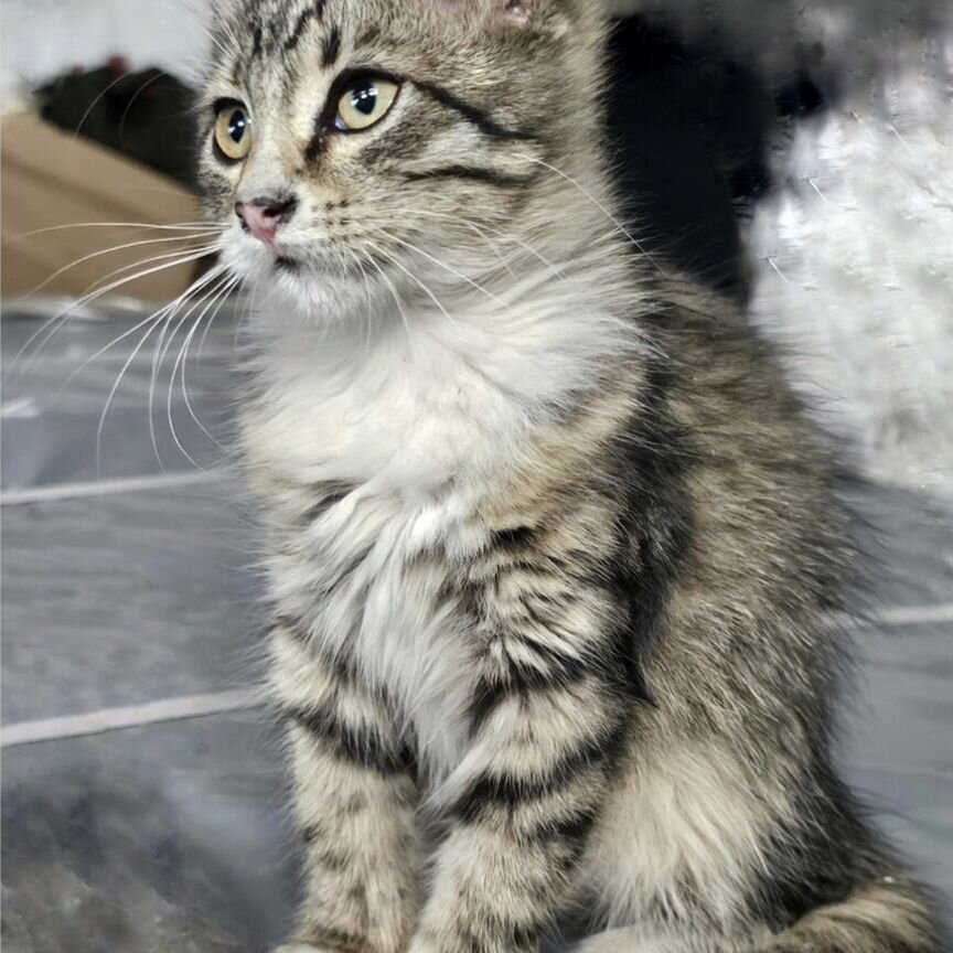 Котёнок девочка тигриного окраса