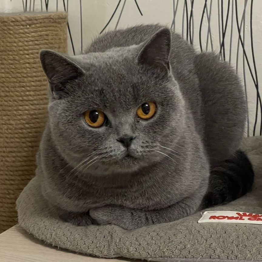 Британская короткошёрстная, взрослая кошка