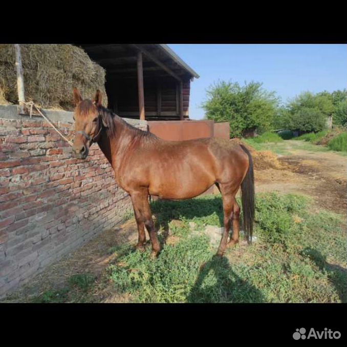 Жерёбая Лошадь