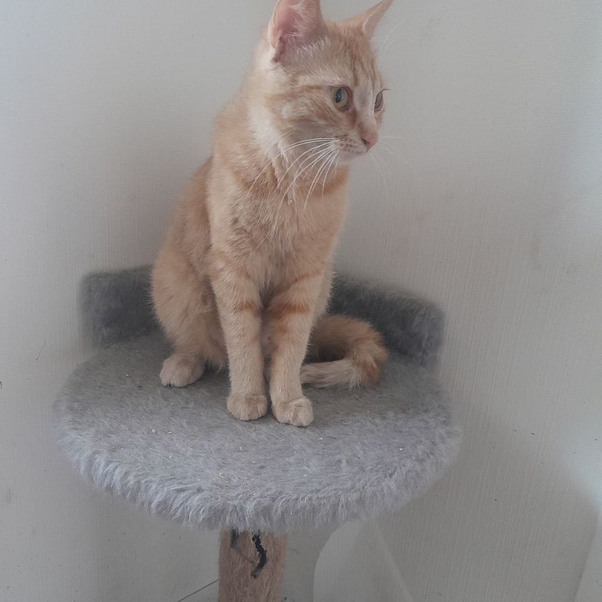 Кошка в добрые руки