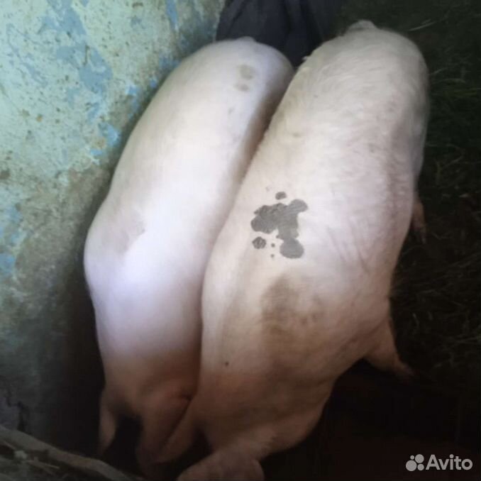 Поросенок ландрас