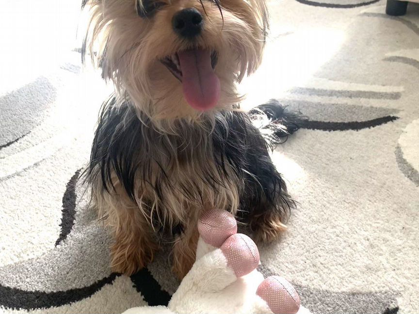 Вязка. Йорк. Мальчик