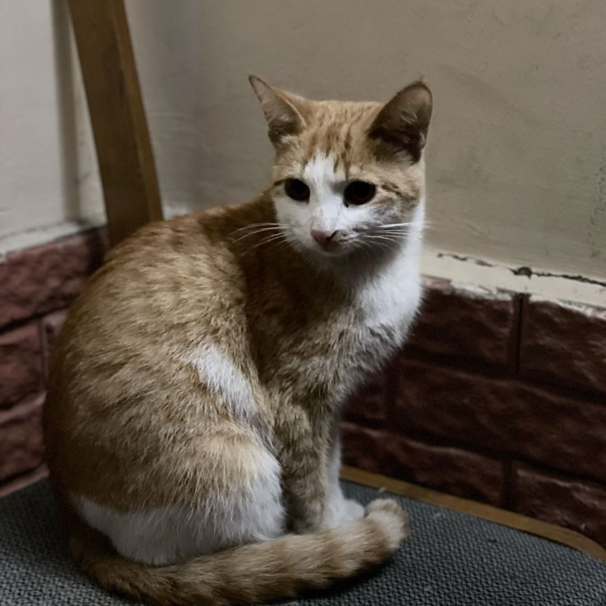 Котик 7 месяцев, только в добрые руки