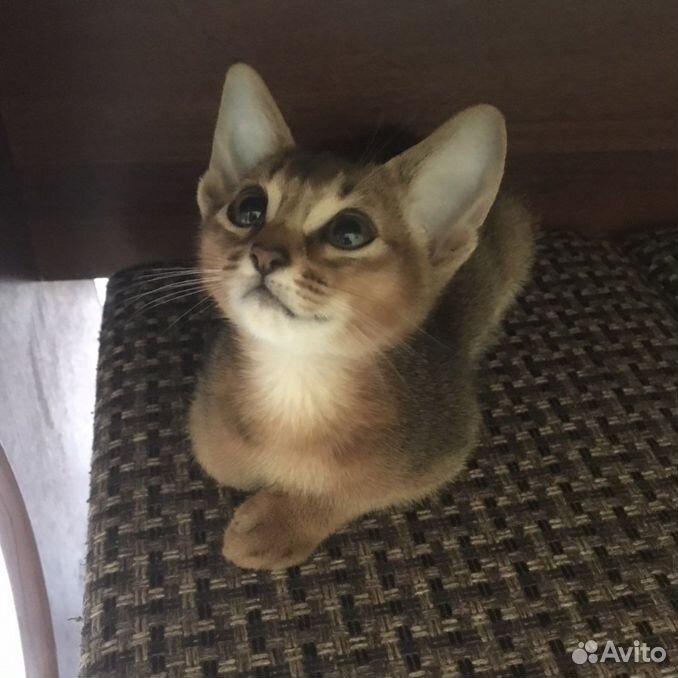 Чистокровный абиссинский котенок