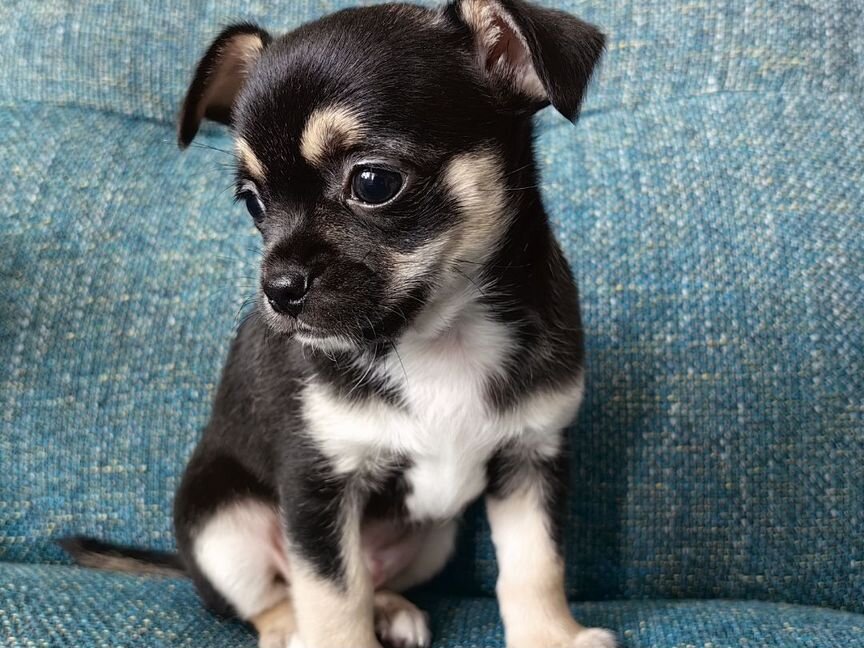 Щенок чихуахуа