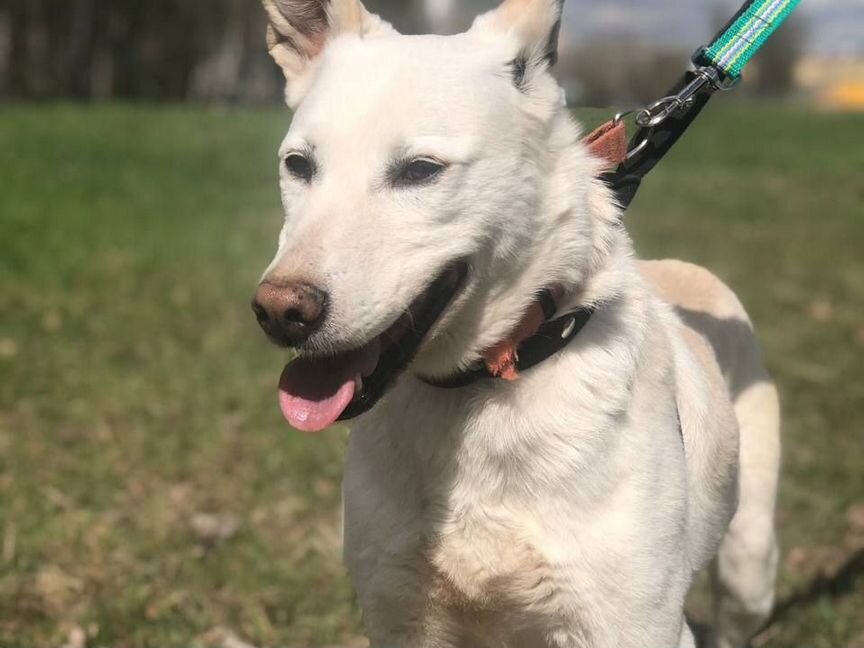 Сахарок, собака в добрые руки