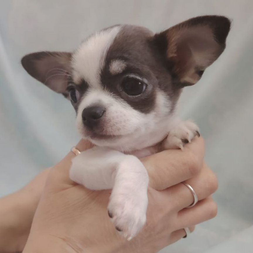 Малыши чихуахуа