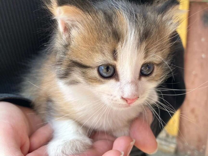 Две девочки богатки