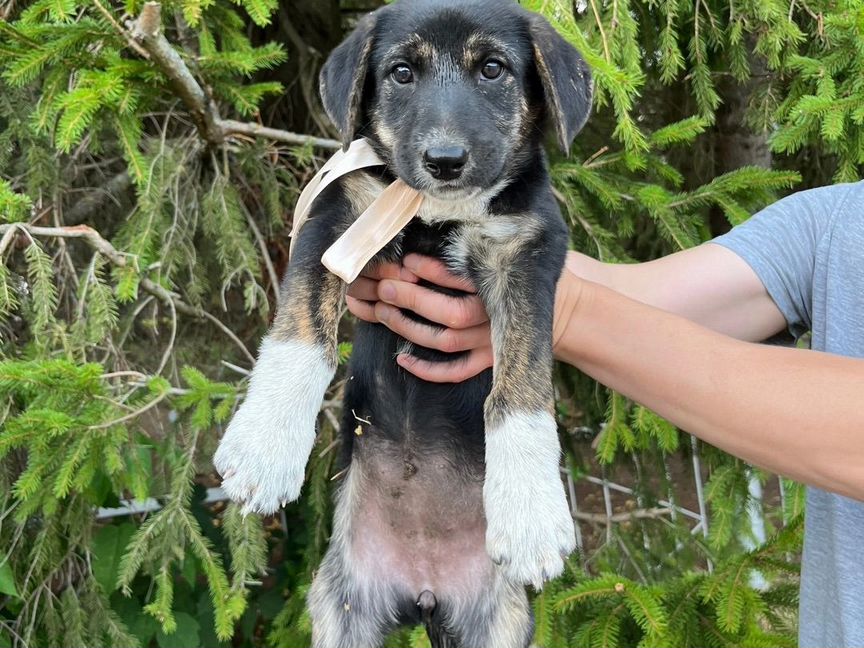 Зенок в добрые руки