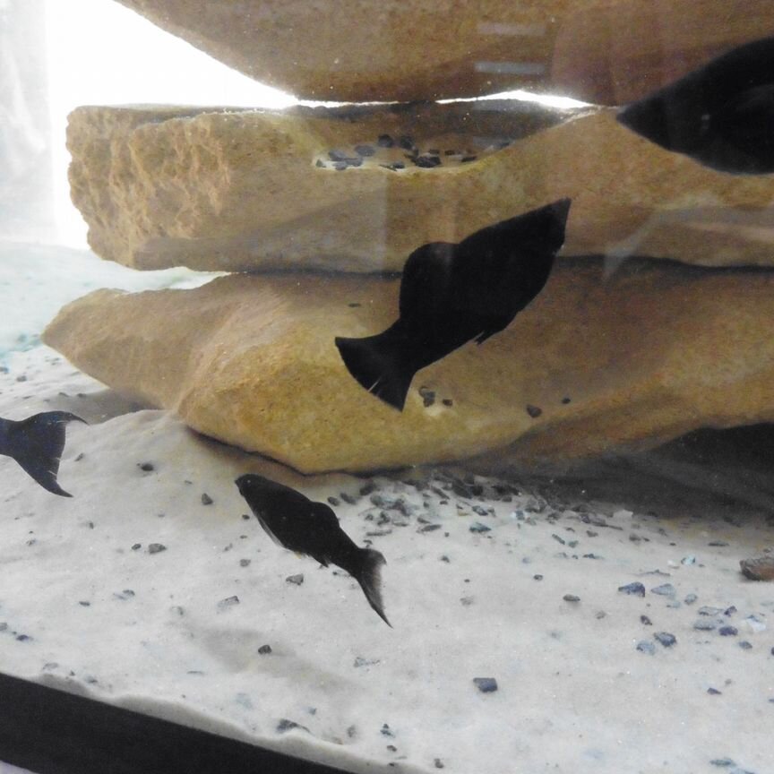 Моллинезия лира 3 шт