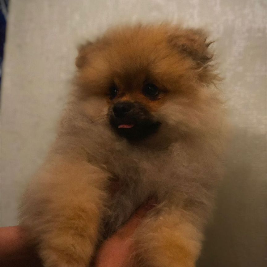 Померанский шпиц медвежьего типа