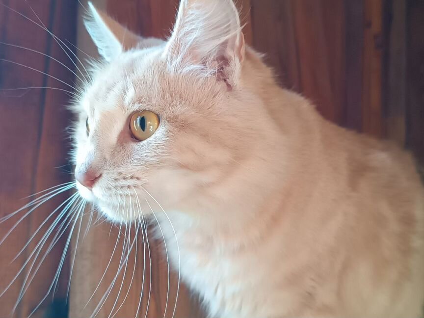 Кошка курильский бобтейл