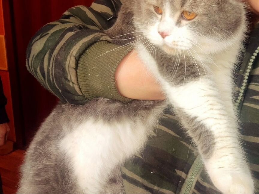 Шотландский вислоухий кот