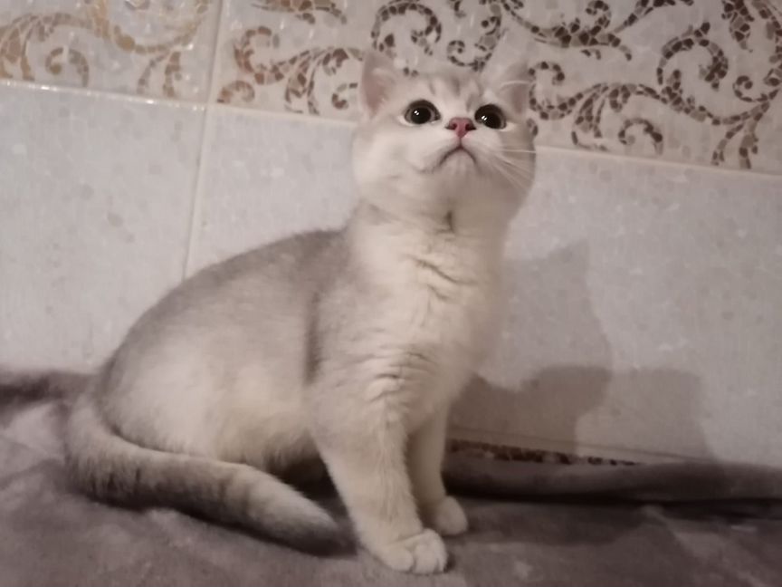 Британские котята