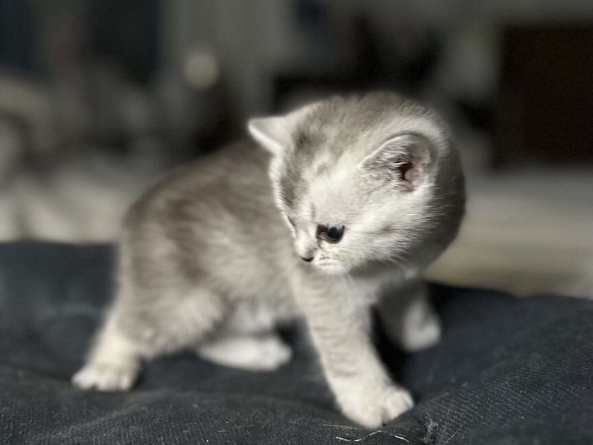 Британские котята серебристая шиншилла