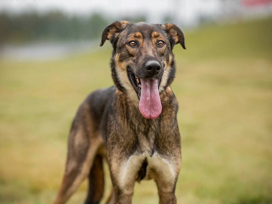 Лео ищет дом