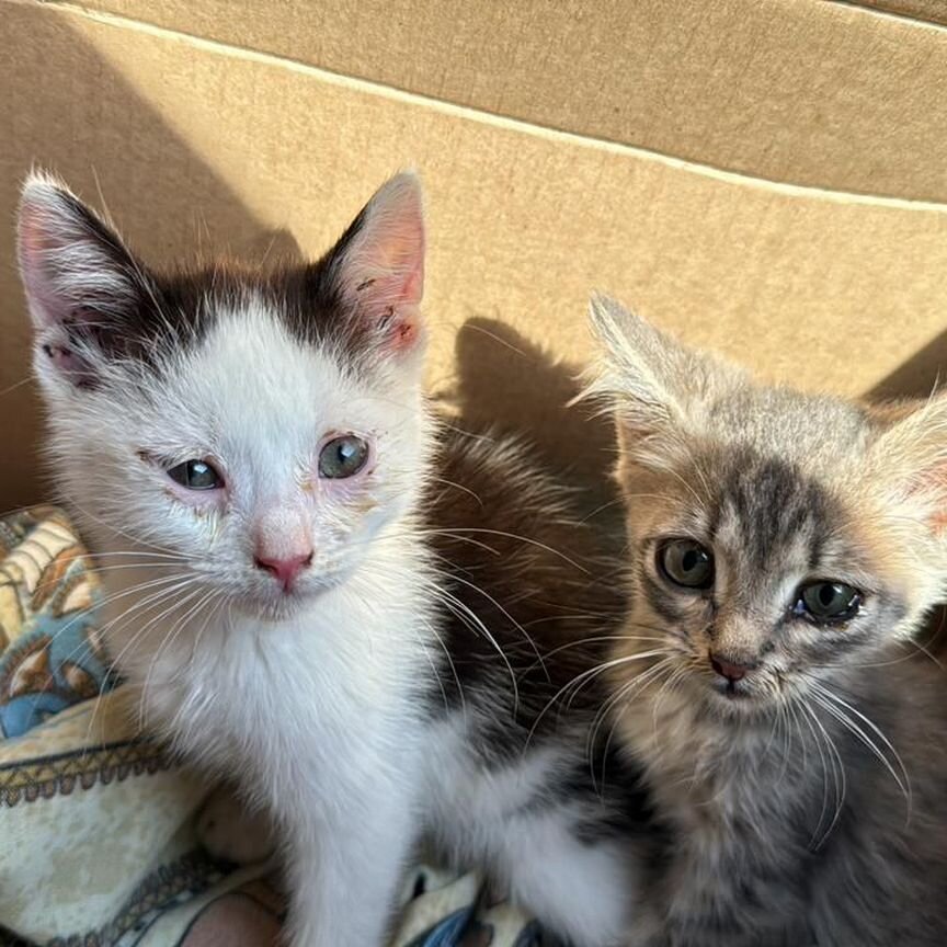Котята в добрые руки