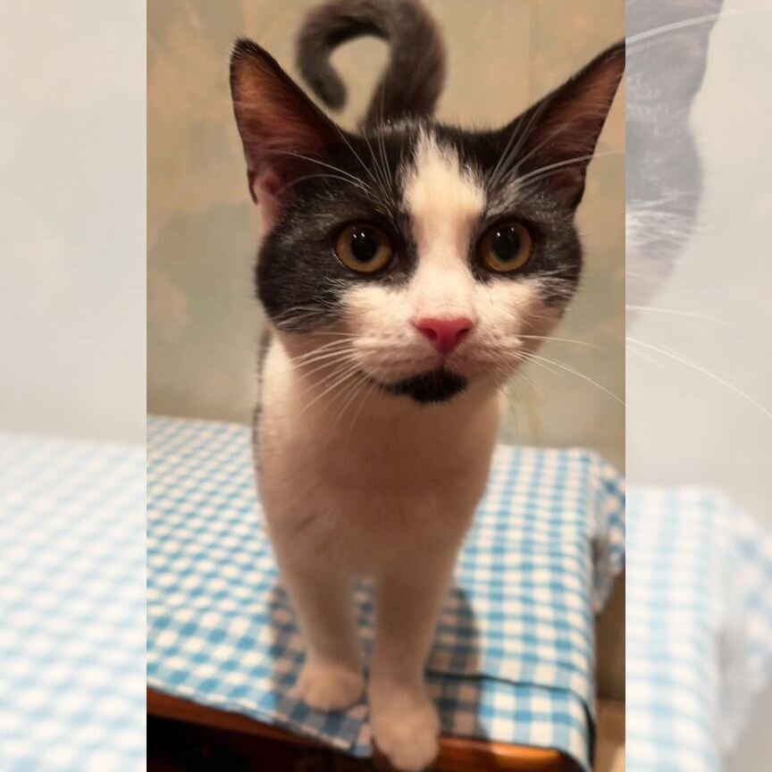 Котёнок в добрые руки