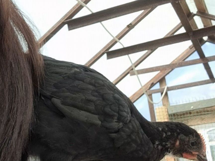 Молодые петухи Австралорп