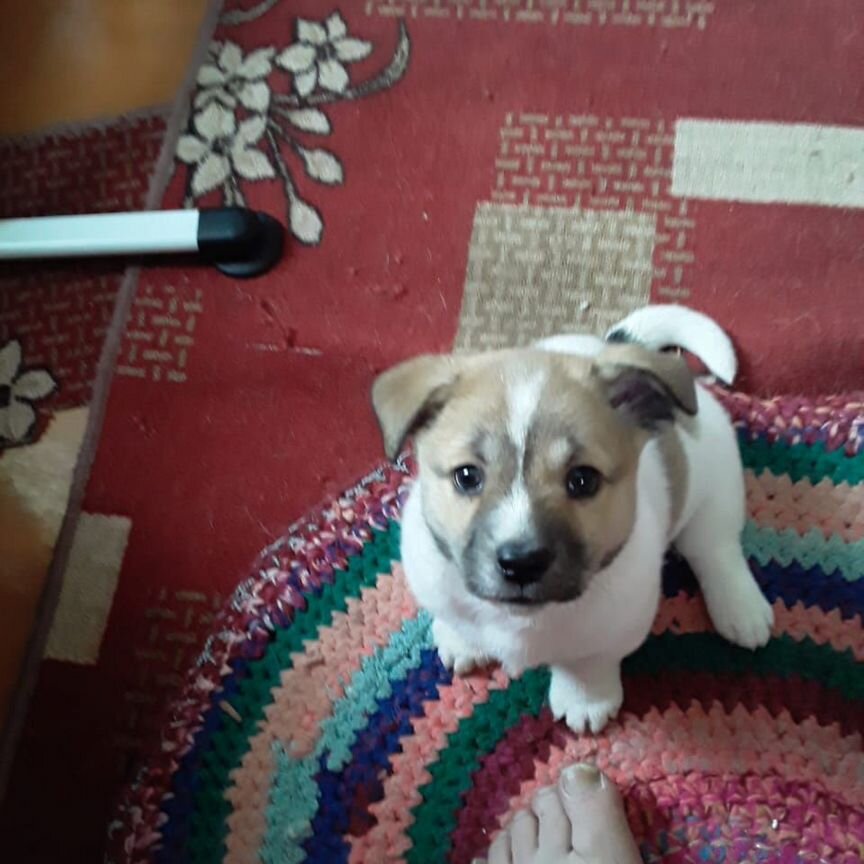 Кобелек, возраст 1,5 месяца, в добрые руки