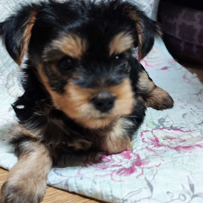 Йоркширский терьер щенки Мальчики