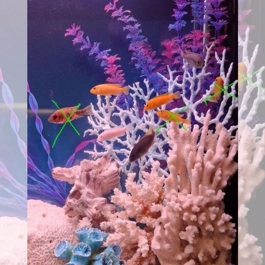 Цихлиды отдам