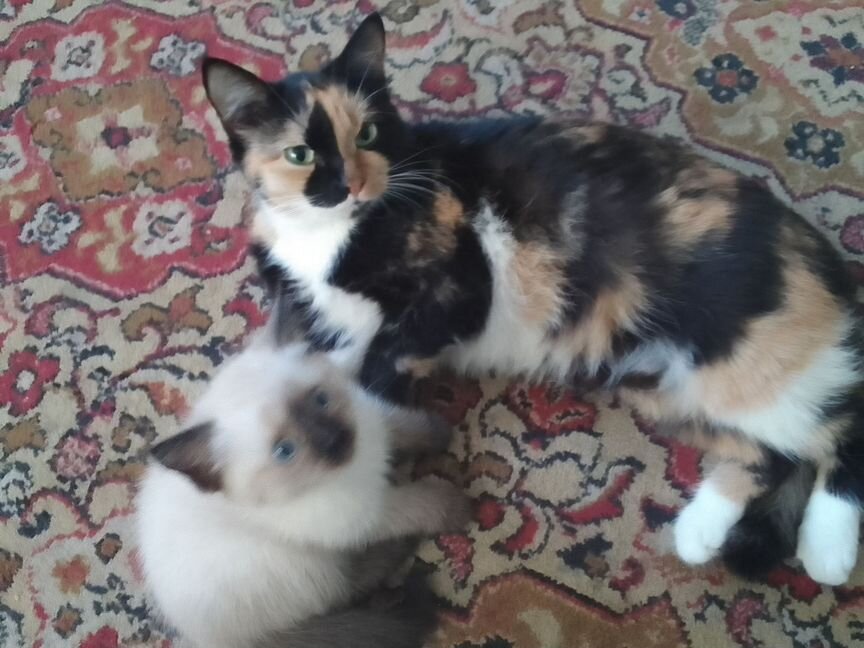 Котенок