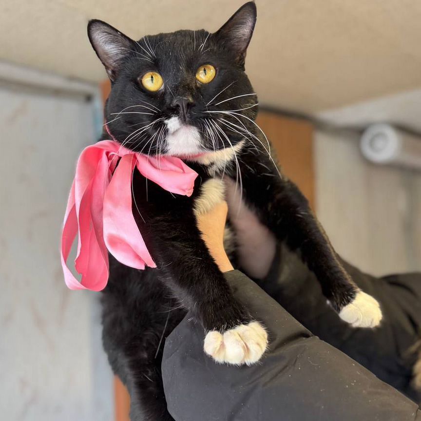 Взрослый кот в добрые руки