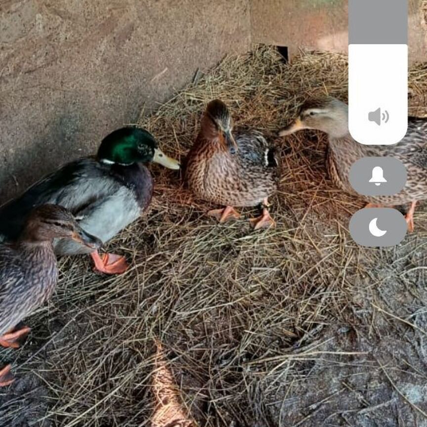 Подсадные утки