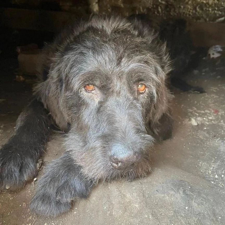 Лео ищет дом и любящую семью